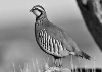 Filching Gun Dogs: Tailored Training for Gun Dogs.