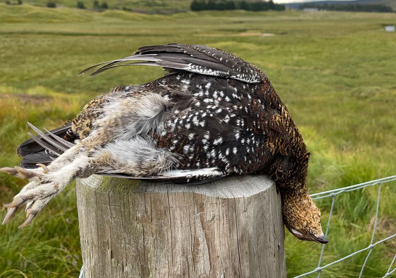 Filching Gun Dogs: Tailored Training for Gun Dogs.