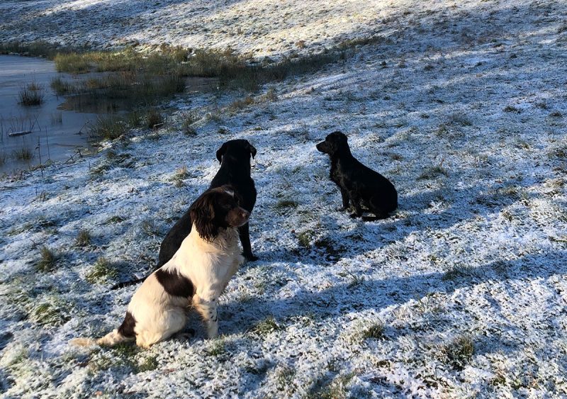 Filching Gun Dogs: Tailored Training for Gun Dogs.