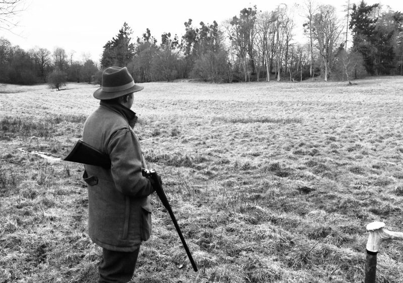 Filching Gun Dogs: Tailored Training for Gun Dogs.