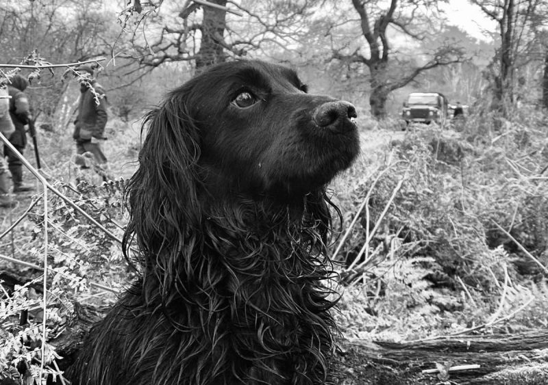 Filching Gun Dogs: Tailored Training for Gun Dogs.