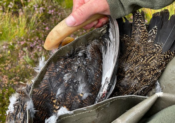 Filching Gun Dogs: Tailored Training for Gun Dogs.