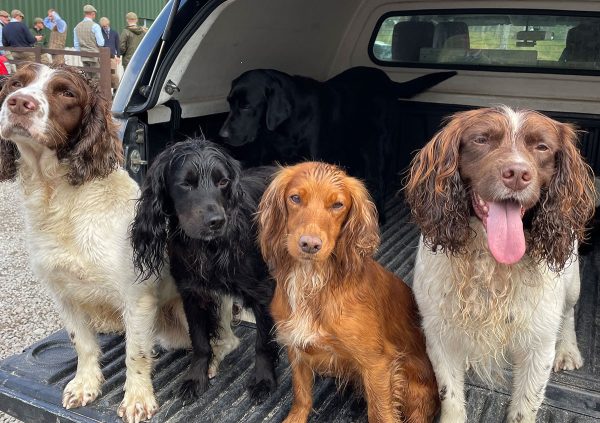 Filching Gun Dogs: Tailored Training for Gun Dogs.