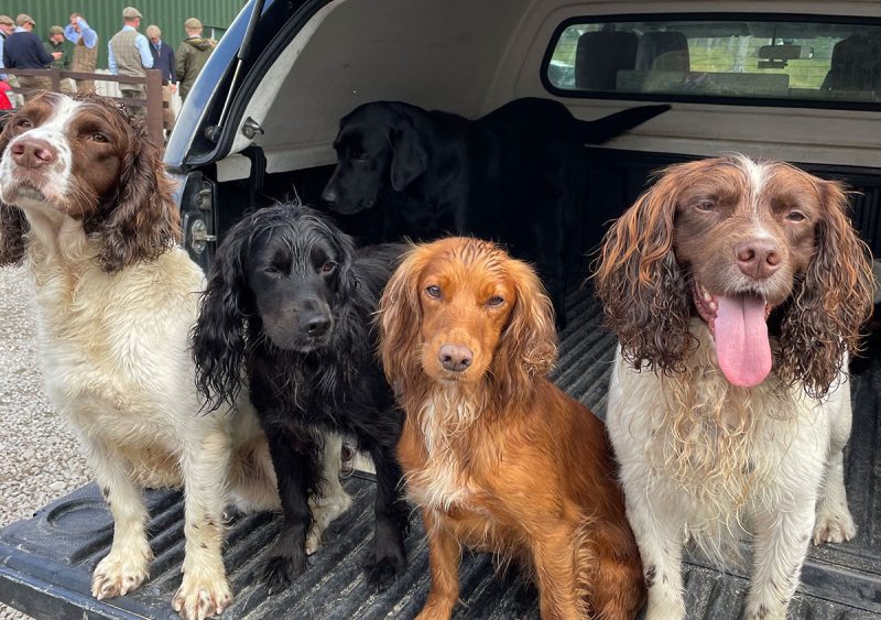 Filching Gun Dogs: Tailored Training for Gun Dogs.