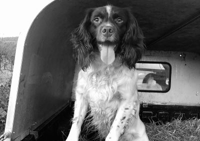 Filching Gun Dogs: Tailored Training for Gun Dogs.