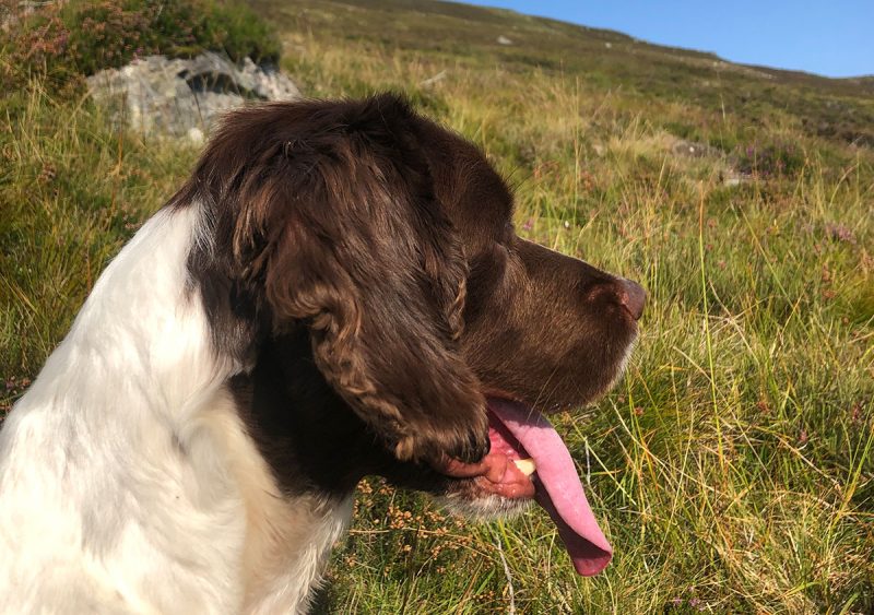 Filching Gun Dogs: Tailored Training for Gun Dogs.