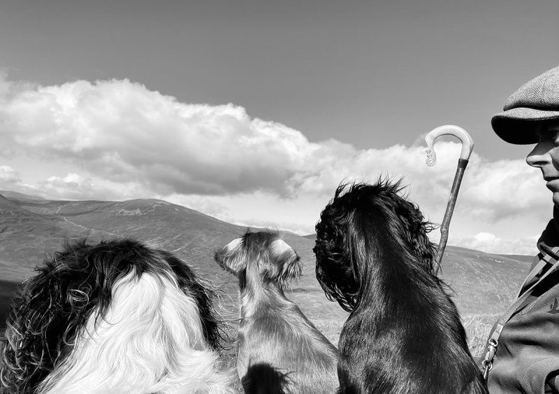 Filching Gun Dogs: Tailored Training for Gun Dogs.