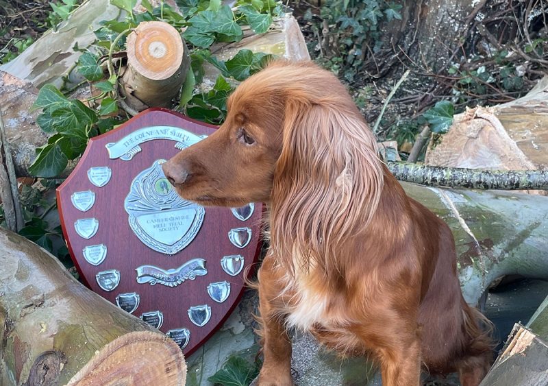 Filching Gun Dogs: Tailored Training for Gun Dogs.