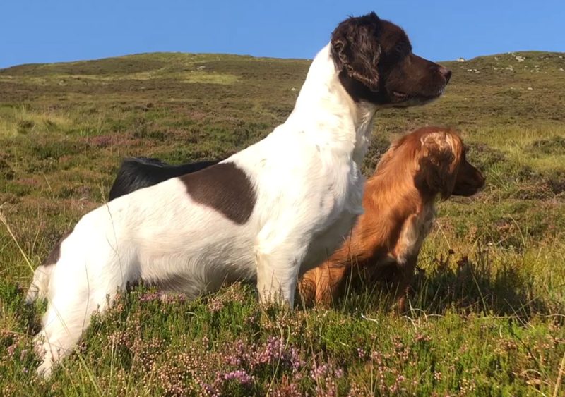 Filching Gun Dogs: Tailored Training for Gun Dogs.
