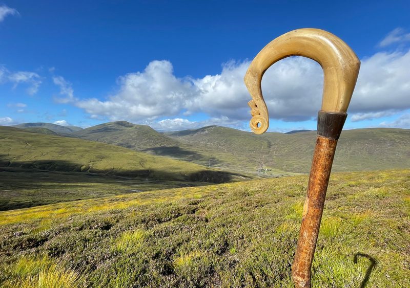 Filching Gun Dogs: Tailored Training for Gun Dogs.