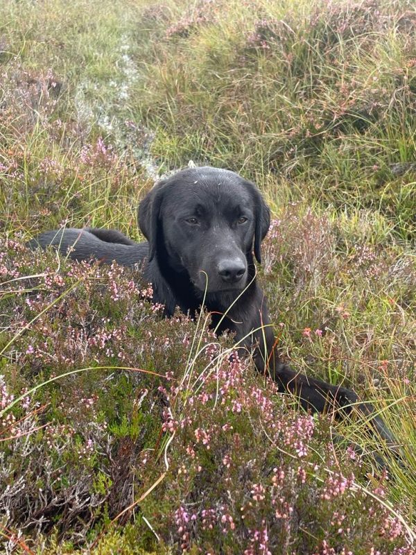 Filching Gun Dogs: Tailored Training for Gun Dogs.