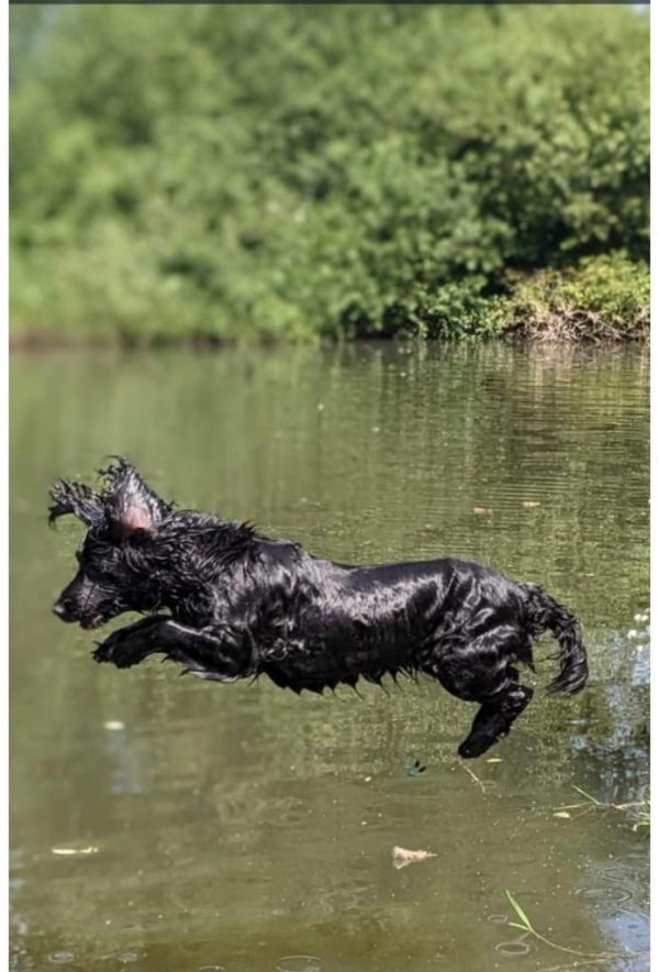 Filching Gun Dogs: Tailored Training for Gun Dogs.