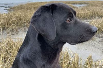 Filching Gun Dogs: Tailored Training for Gun Dogs.