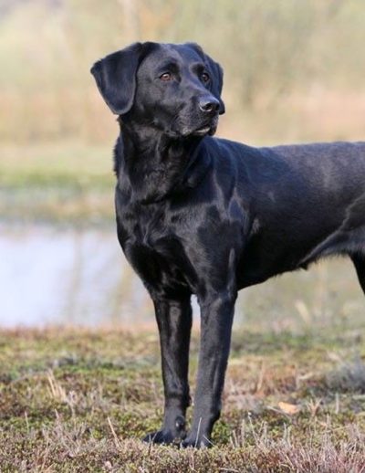 Filching Gun Dogs: Tailored Training for Gun Dogs.