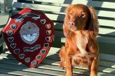 Filching Gun Dogs: Tailored Training for Gun Dogs.