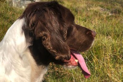 Filching Gun Dogs: Tailored Training for Gun Dogs.